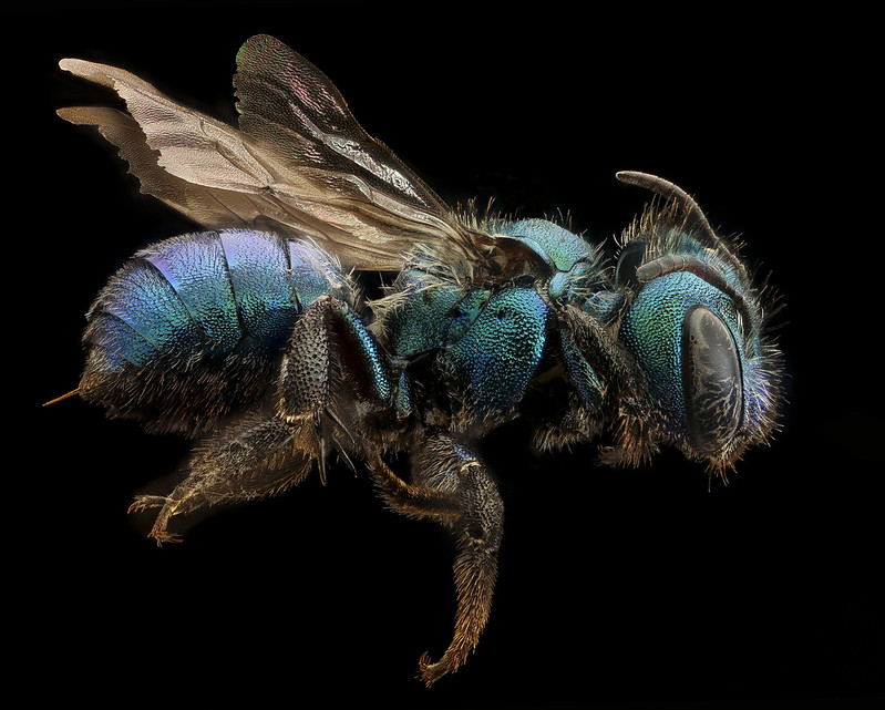 Buzzing Backyard Biodiversity: Fostering Native Bee Habitats (Ep. 29 ...